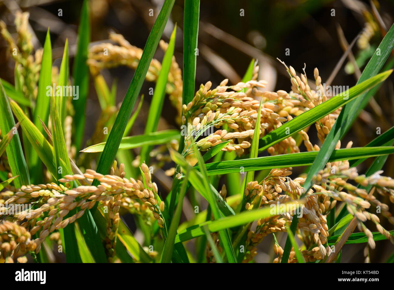 rice field in spain Stock Photo - Alamy