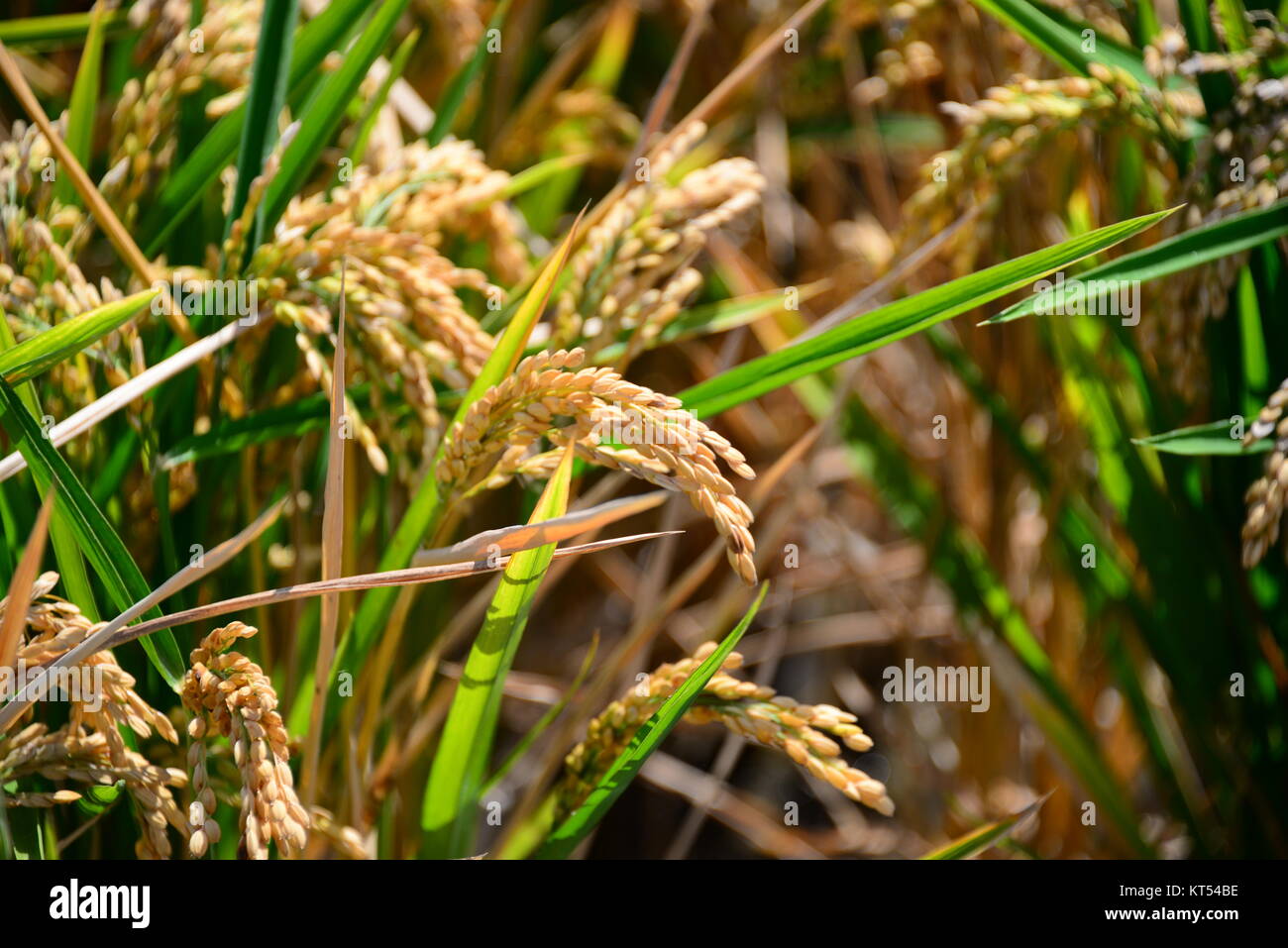 rice field in spain Stock Photo - Alamy