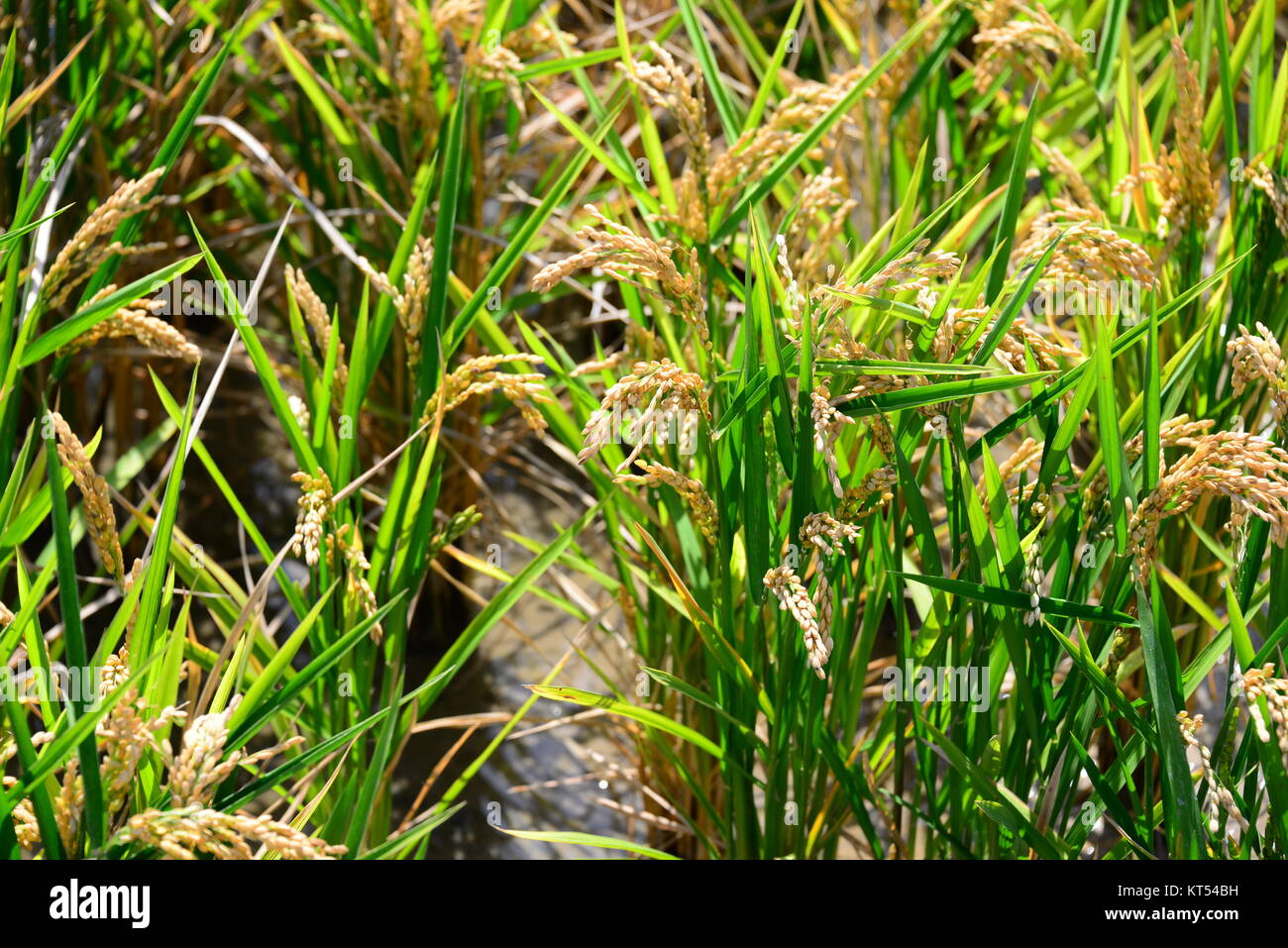 rice field in spain Stock Photo - Alamy