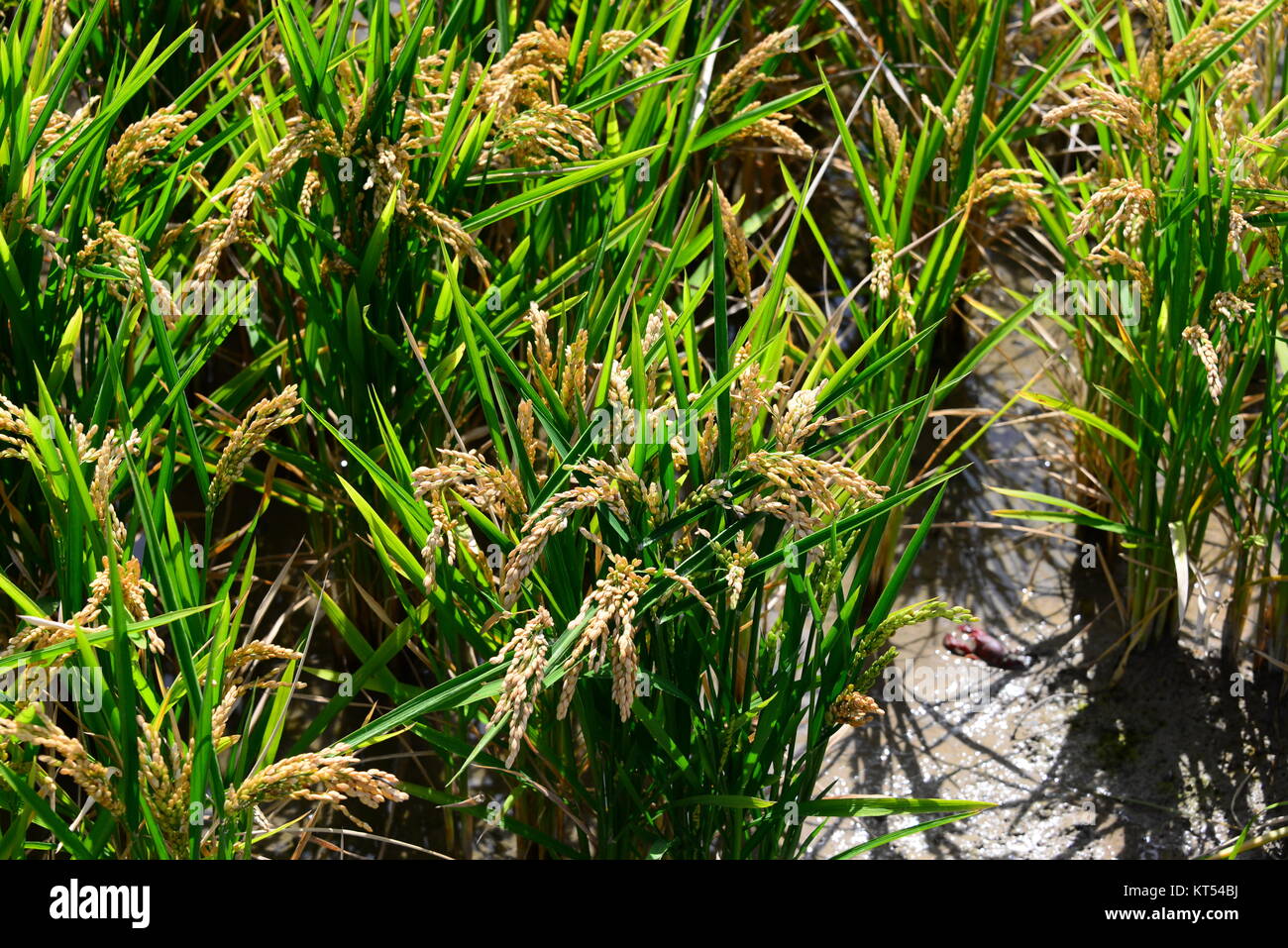 rice field in spain Stock Photo - Alamy