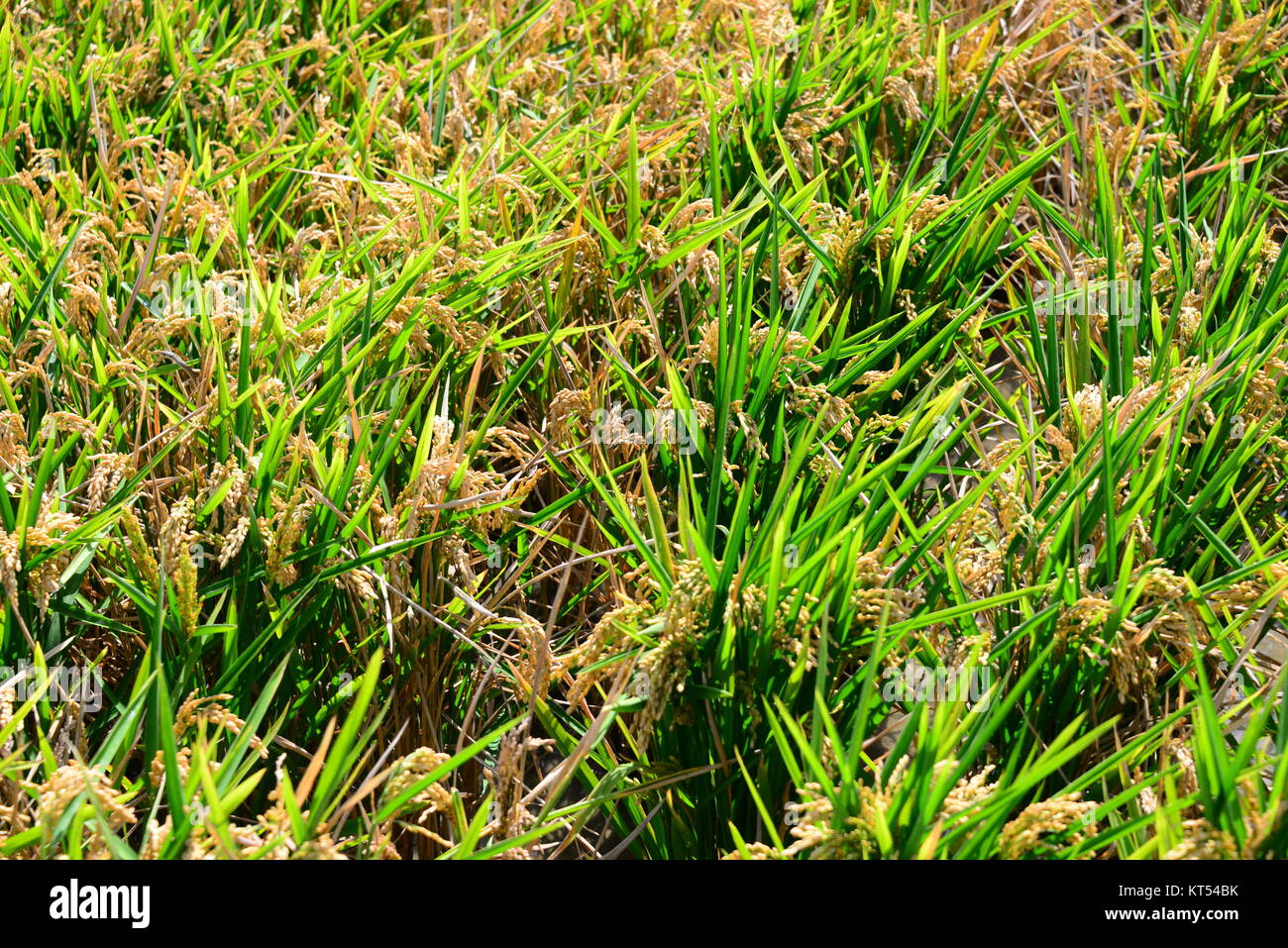 rice field in spain Stock Photo - Alamy