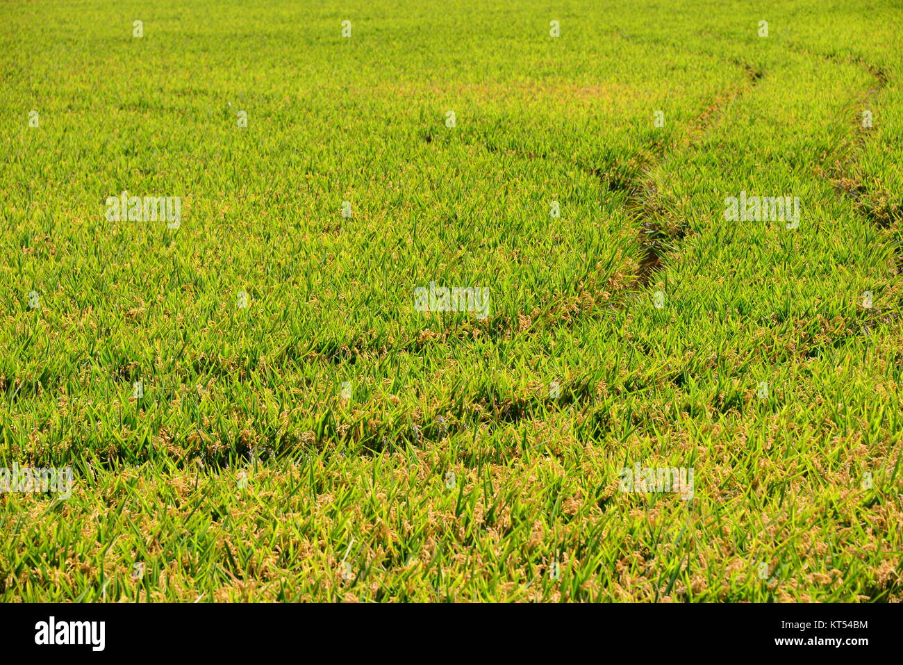 rice field in spain Stock Photo - Alamy