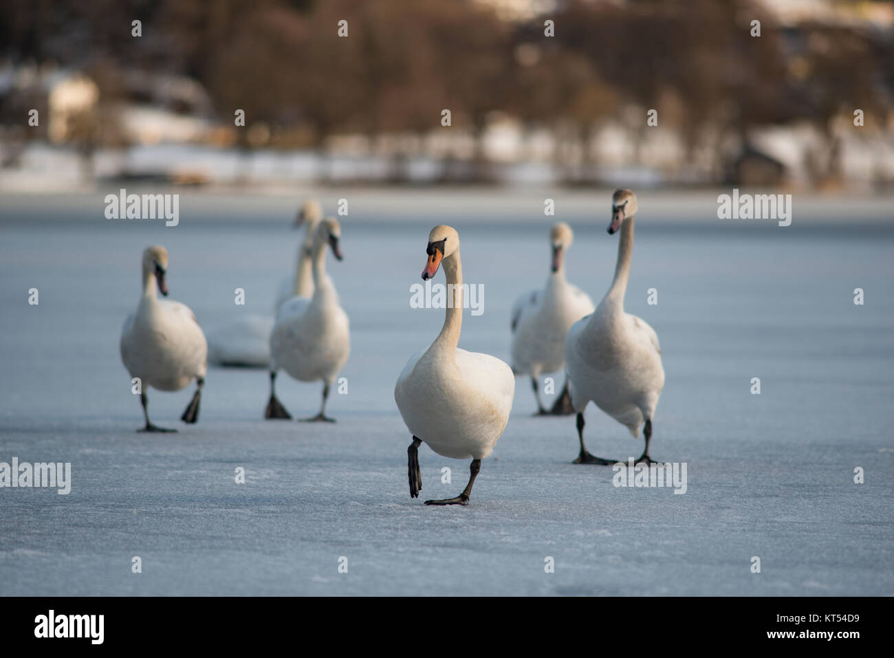 a group of swans on the ice of a frozen water Stock Photo - Alamy