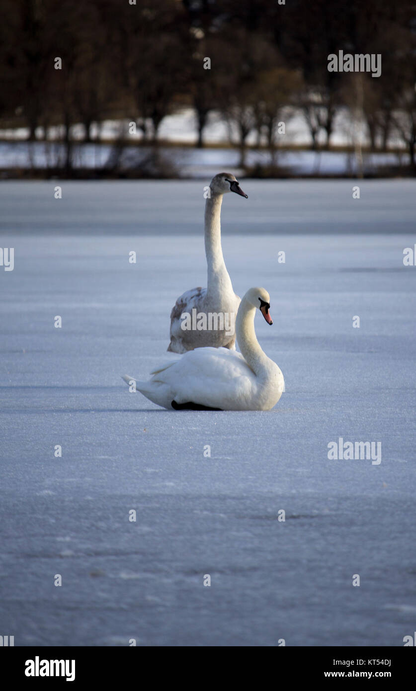 two swans so a couple sitting on the ice and standing Stock Photo - Alamy