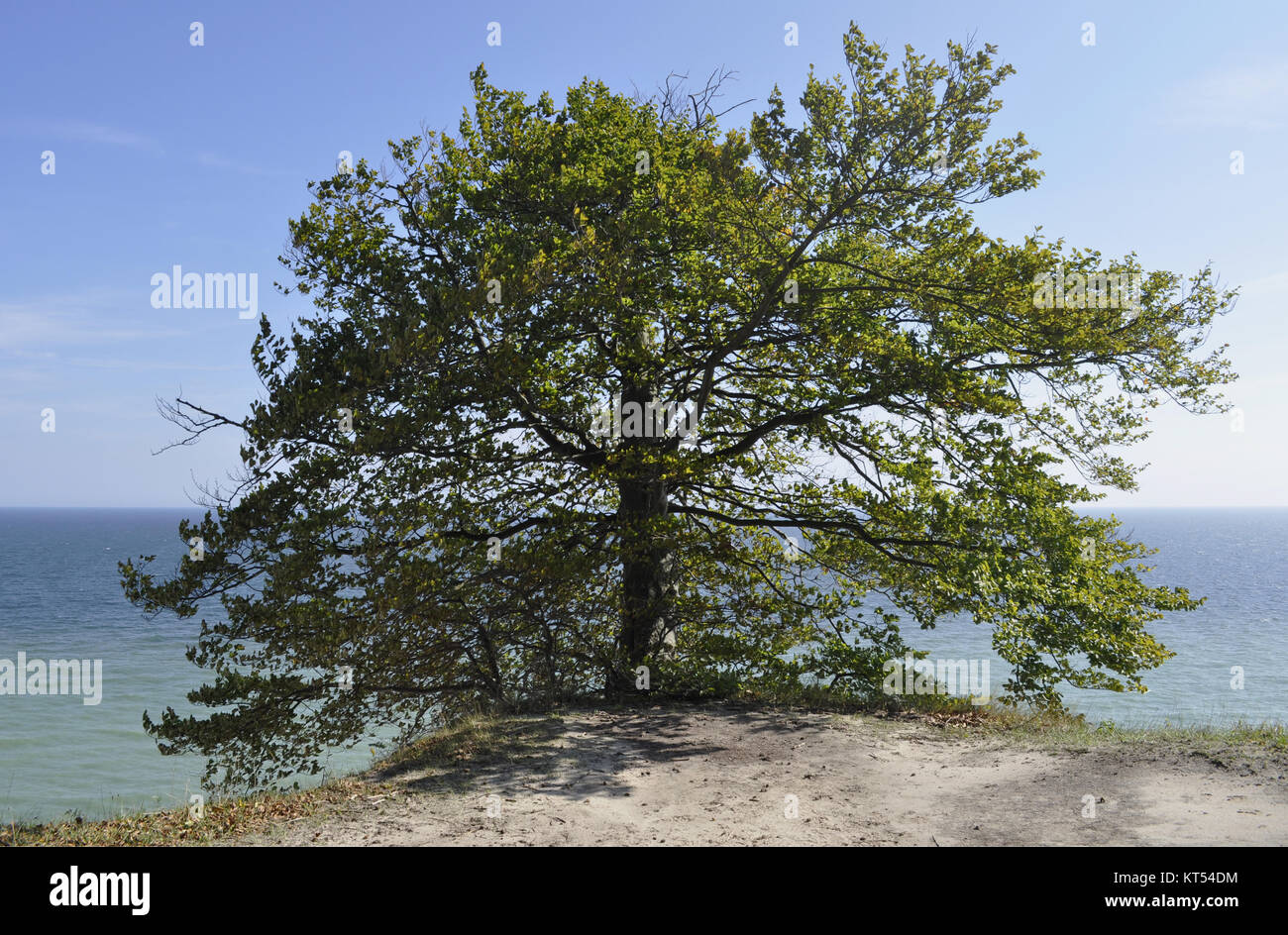 tree and sea Stock Photo - Alamy