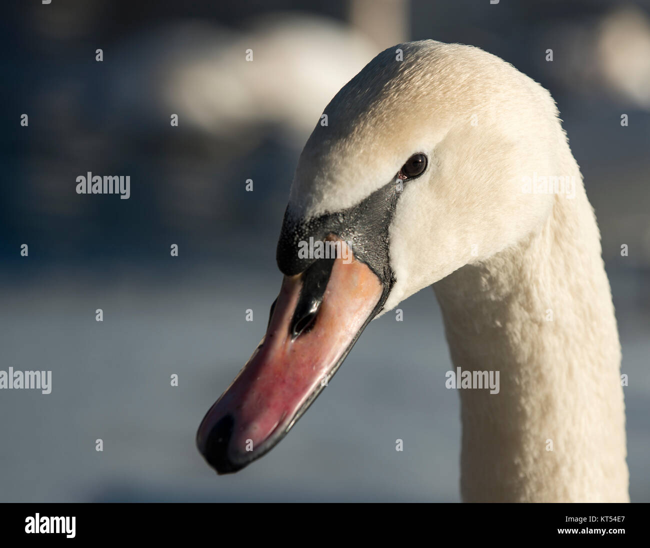 Lohengrin swan hi-res stock photography and images - Alamy