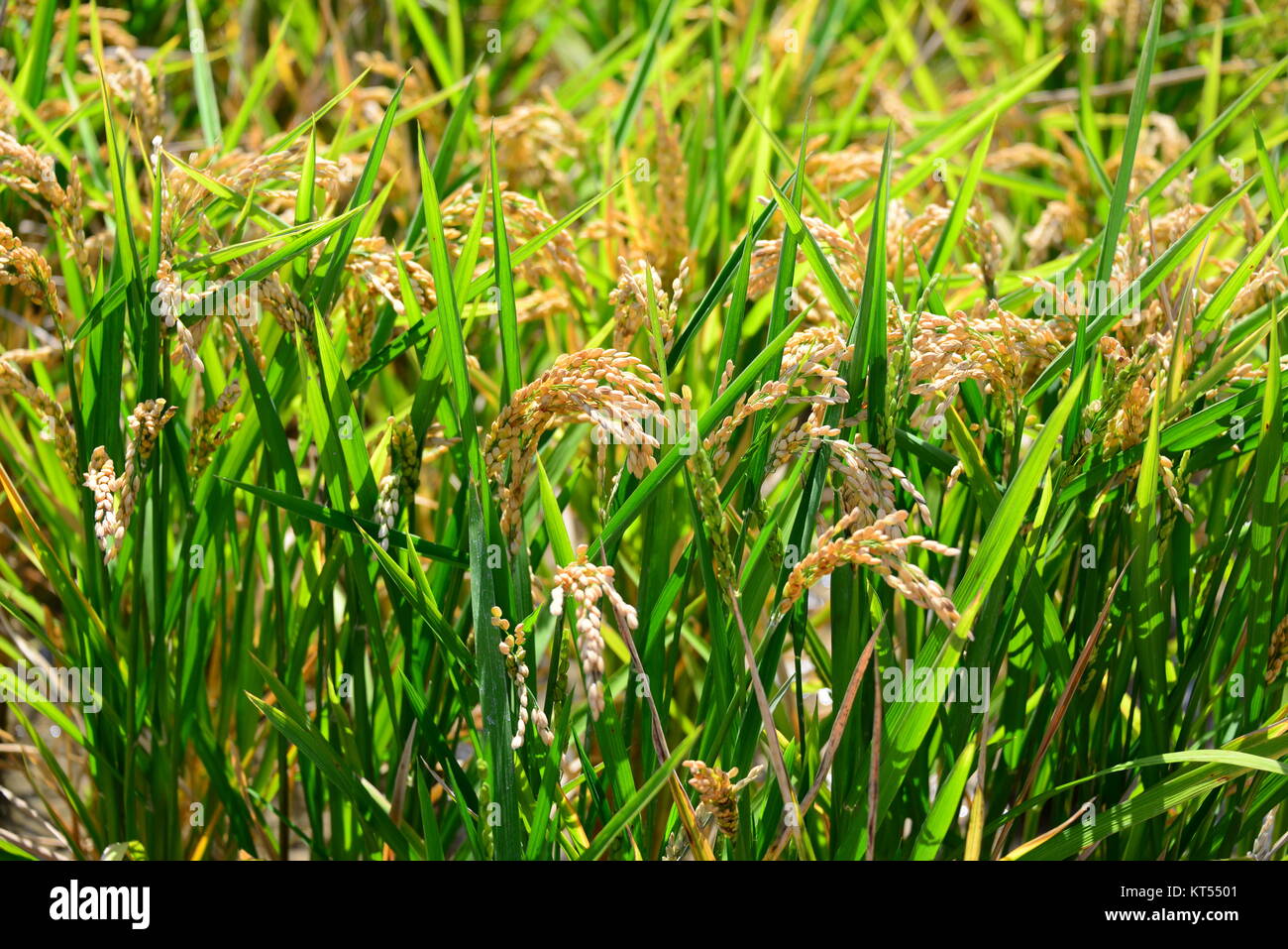 rice field in spain Stock Photo - Alamy