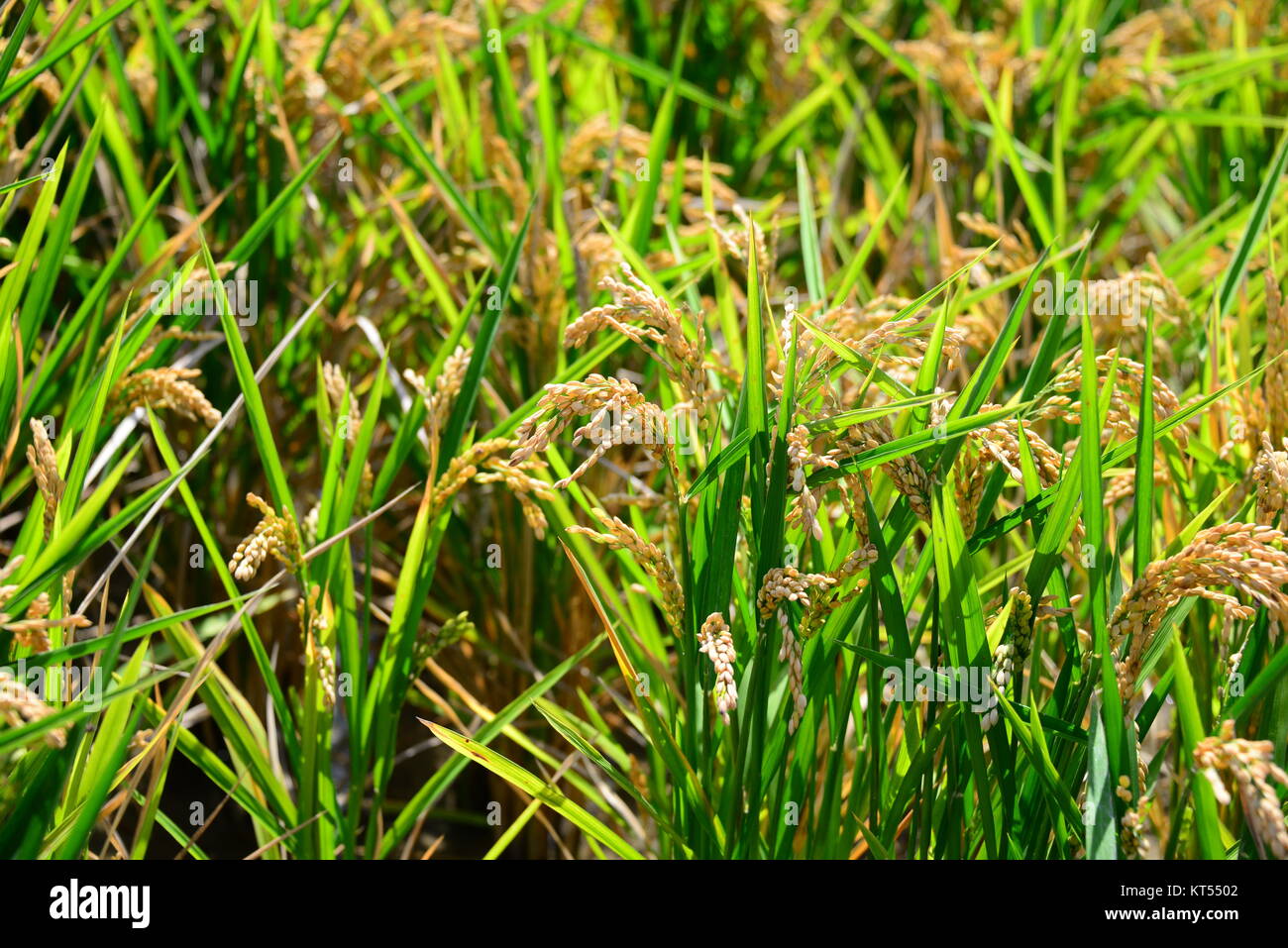 rice field in spain Stock Photo - Alamy