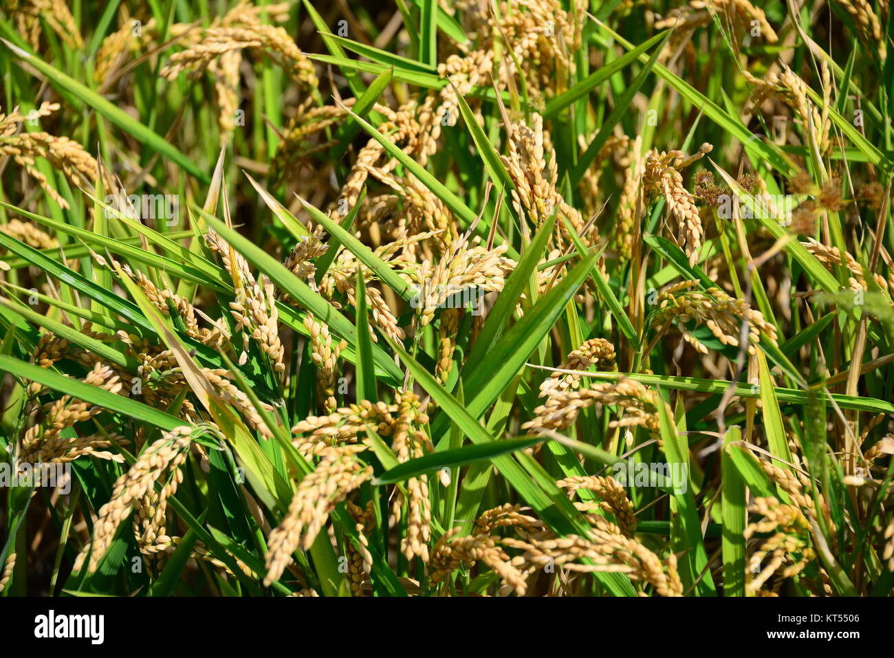 rice field in spain Stock Photo - Alamy