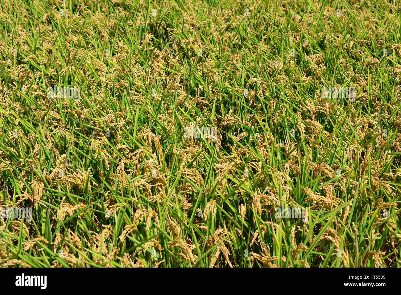 rice field in spain Stock Photo - Alamy