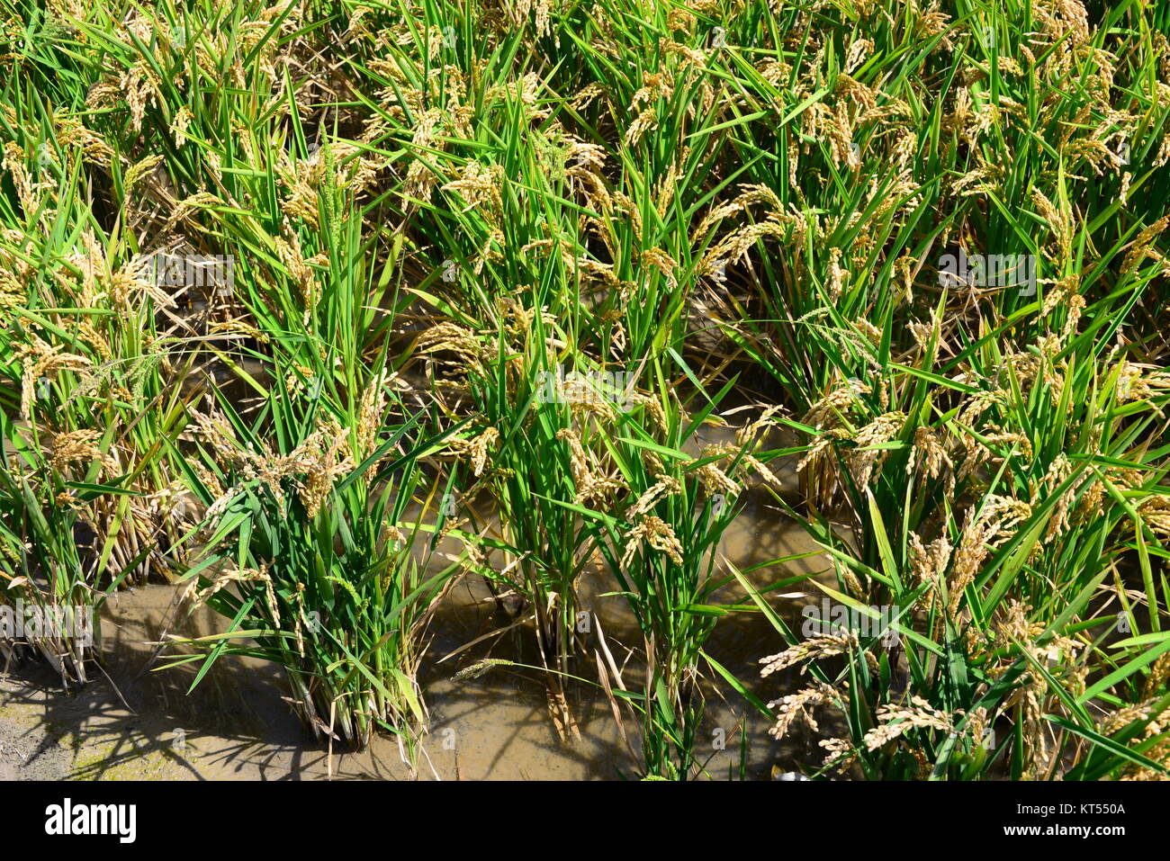 rice field in spain Stock Photo - Alamy