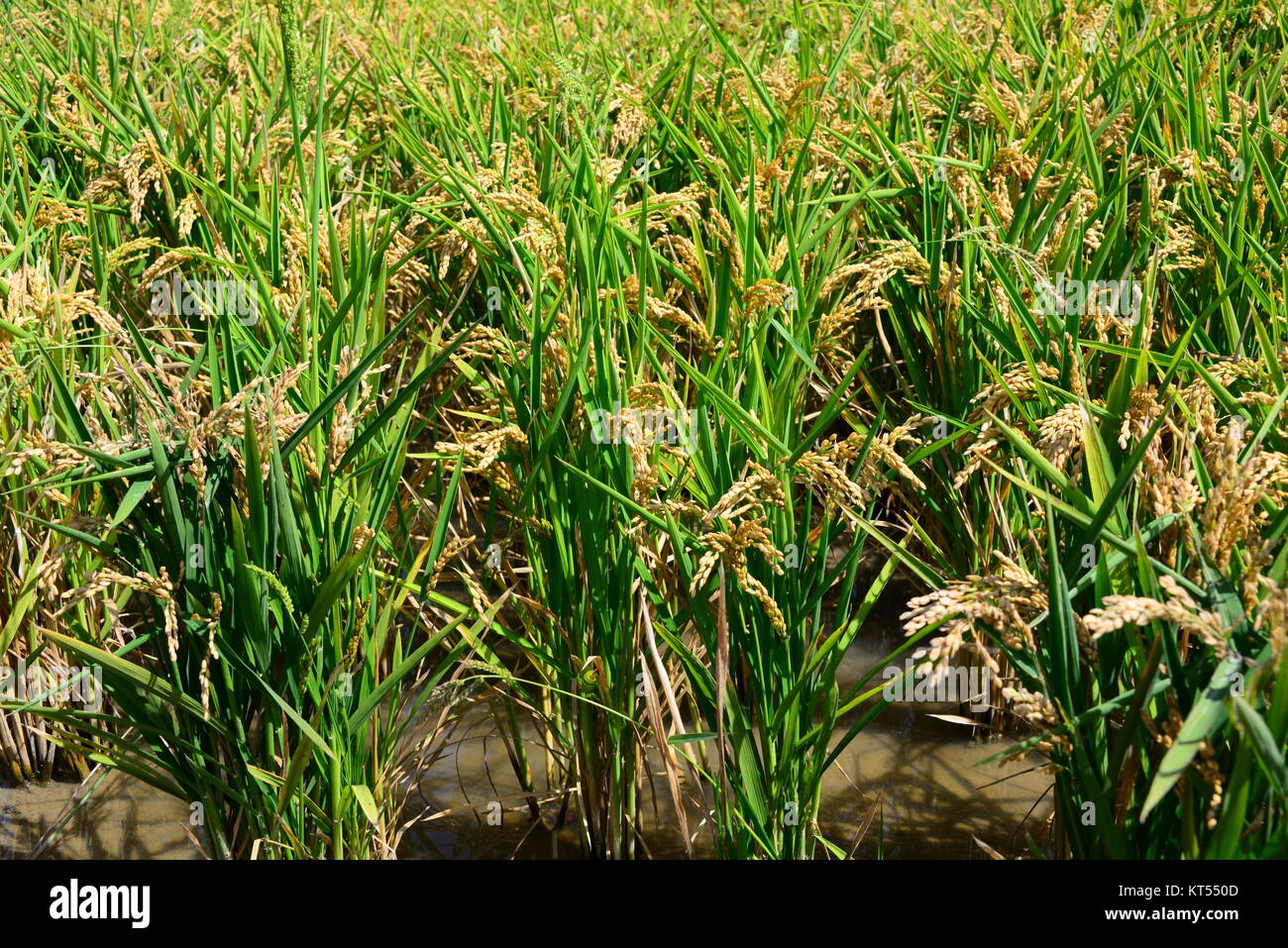 rice field in spain Stock Photo - Alamy