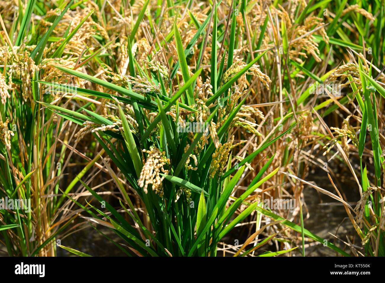 rice field in spain Stock Photo - Alamy