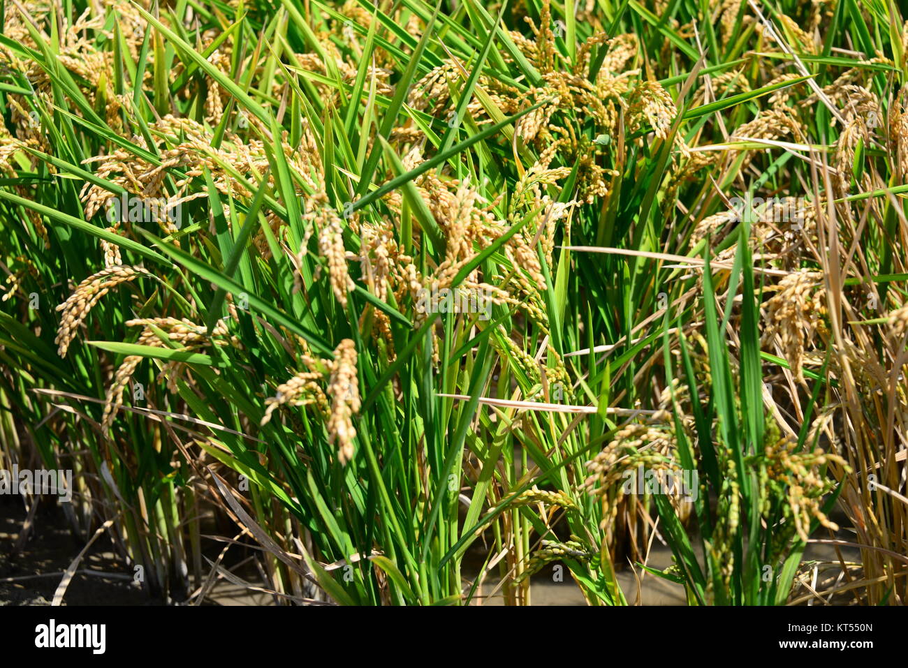 rice field in spain Stock Photo - Alamy