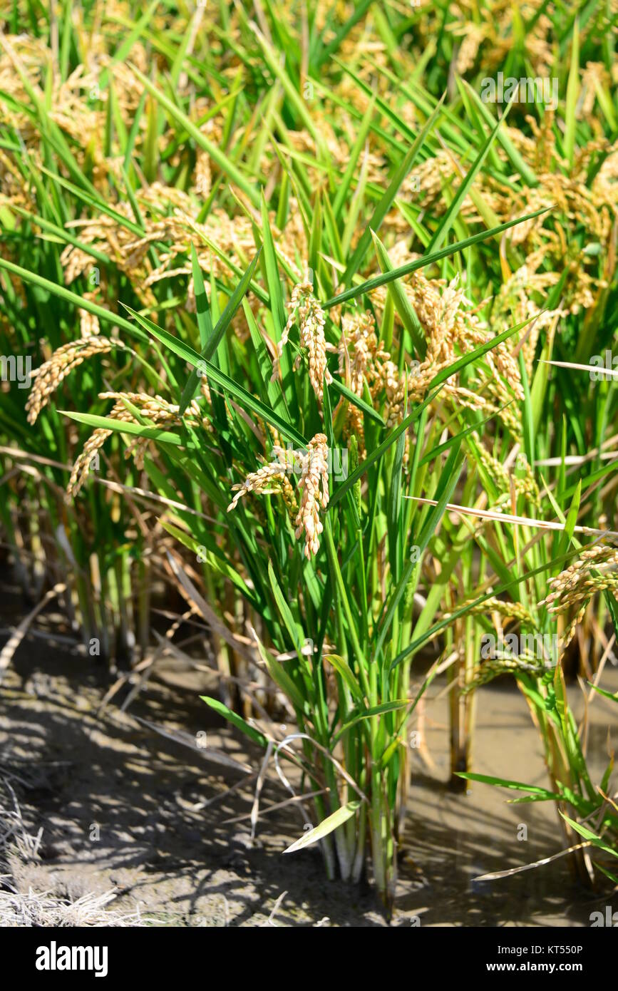 rice field in spain Stock Photo - Alamy