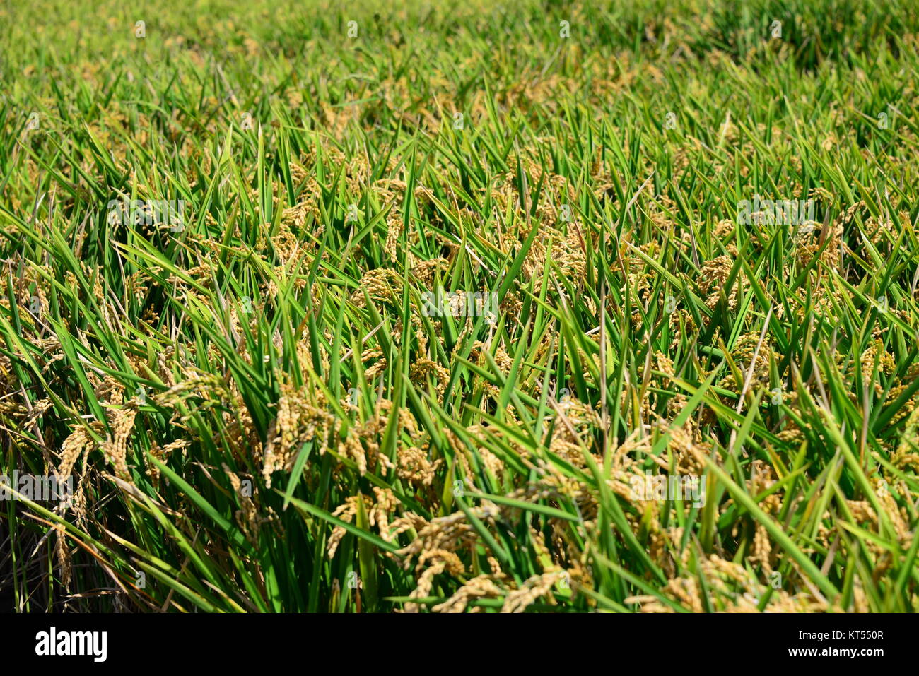 rice field in spain Stock Photo - Alamy