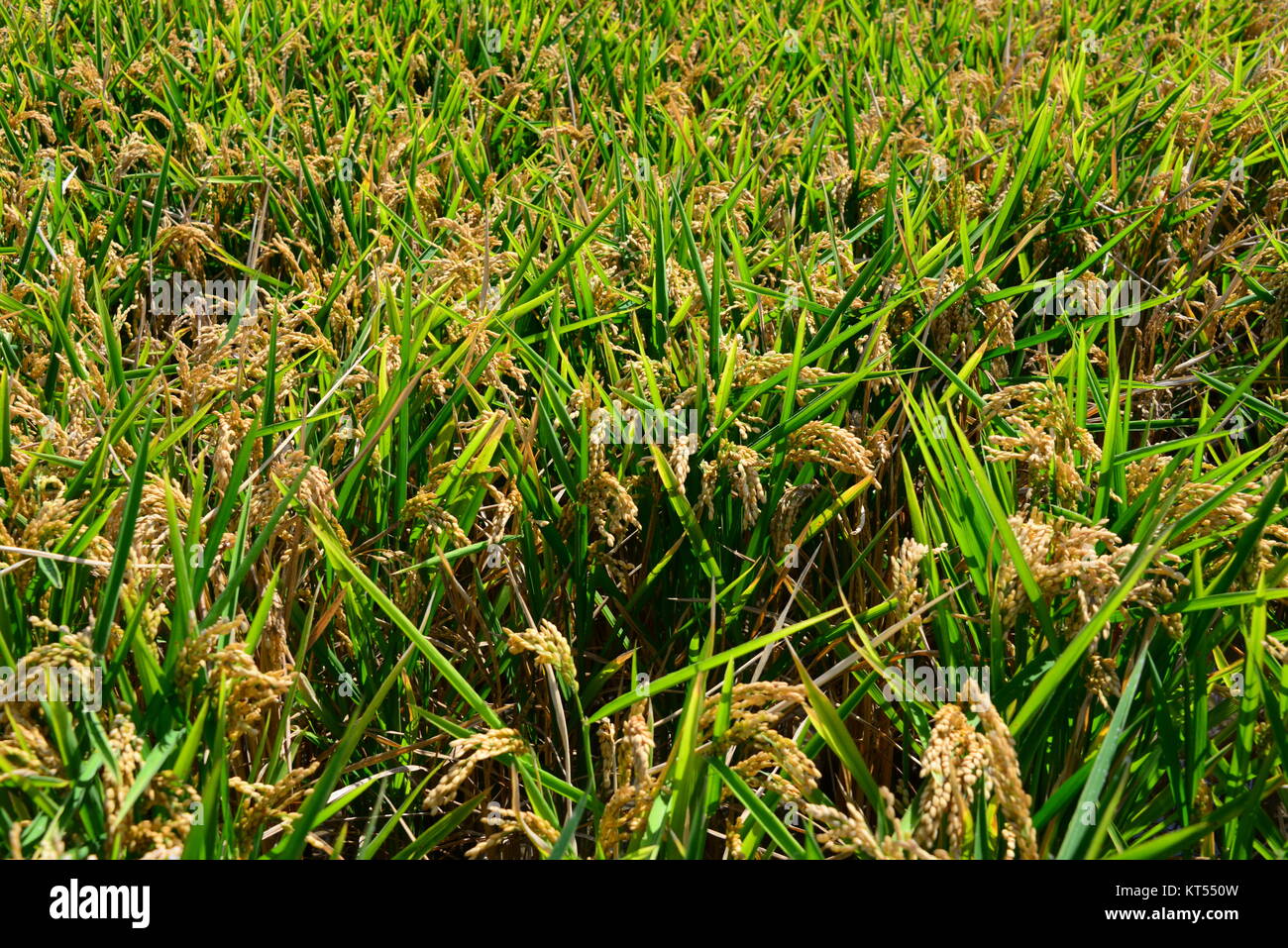 rice field in spain Stock Photo - Alamy
