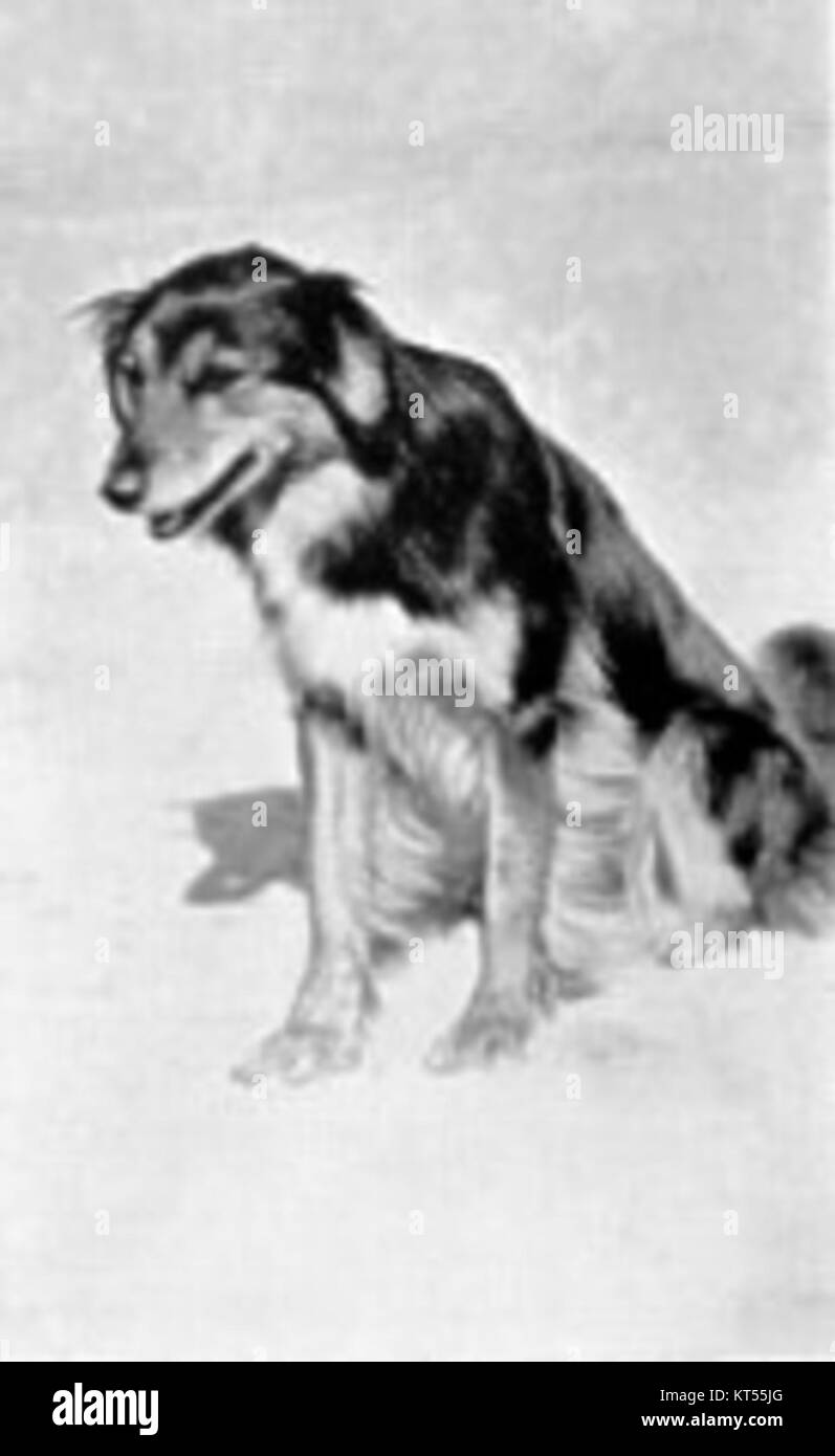 Mona the Sheepdog is a well-known working dog, praised for her herding ...