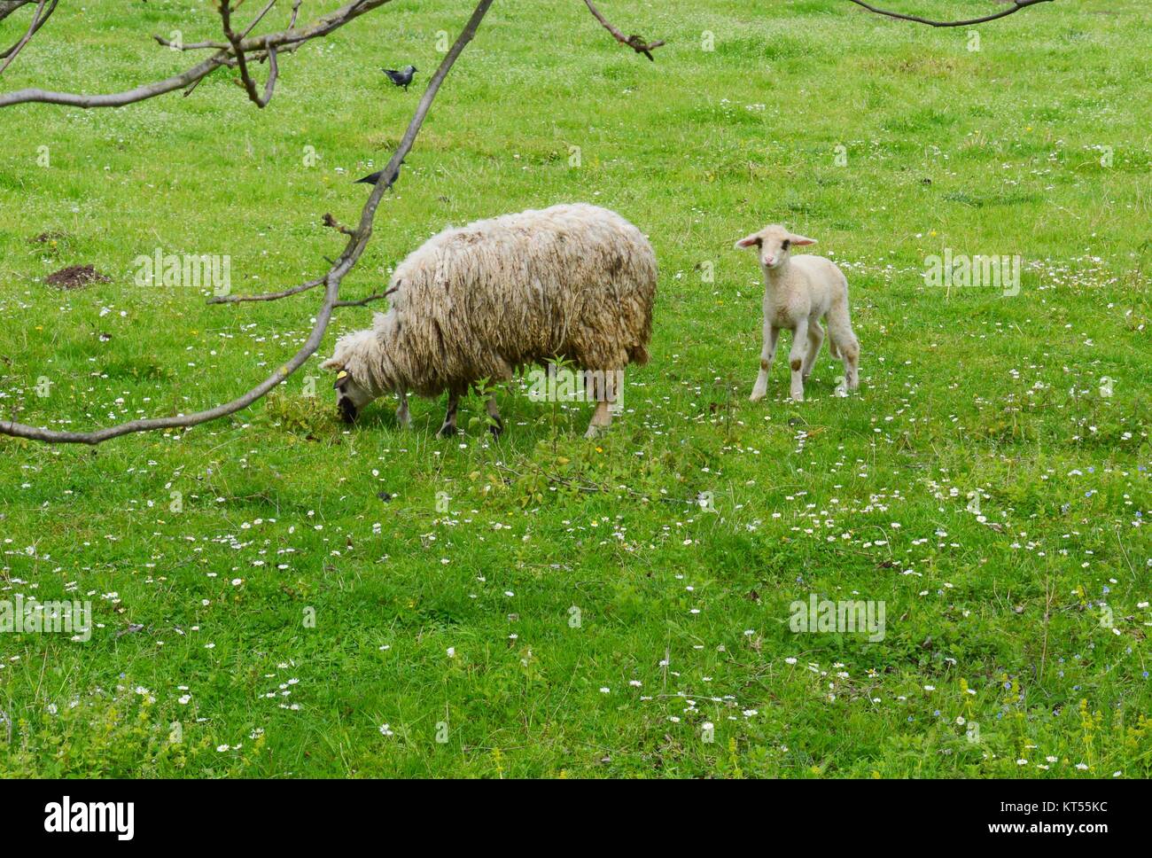 sheep and lamb Stock Photo - Alamy