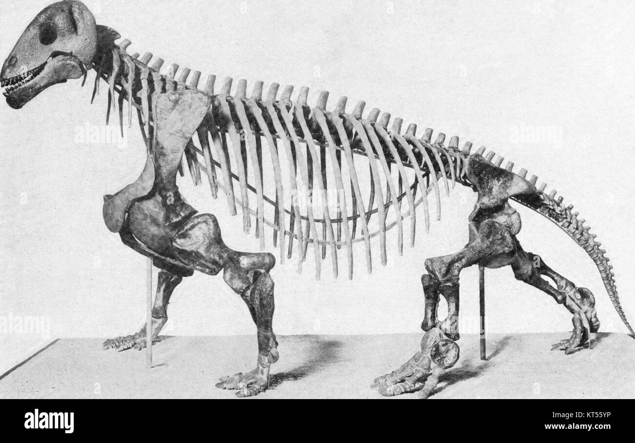 Moschops, a genus of extinct synapsid from the Late Permian, known for ...