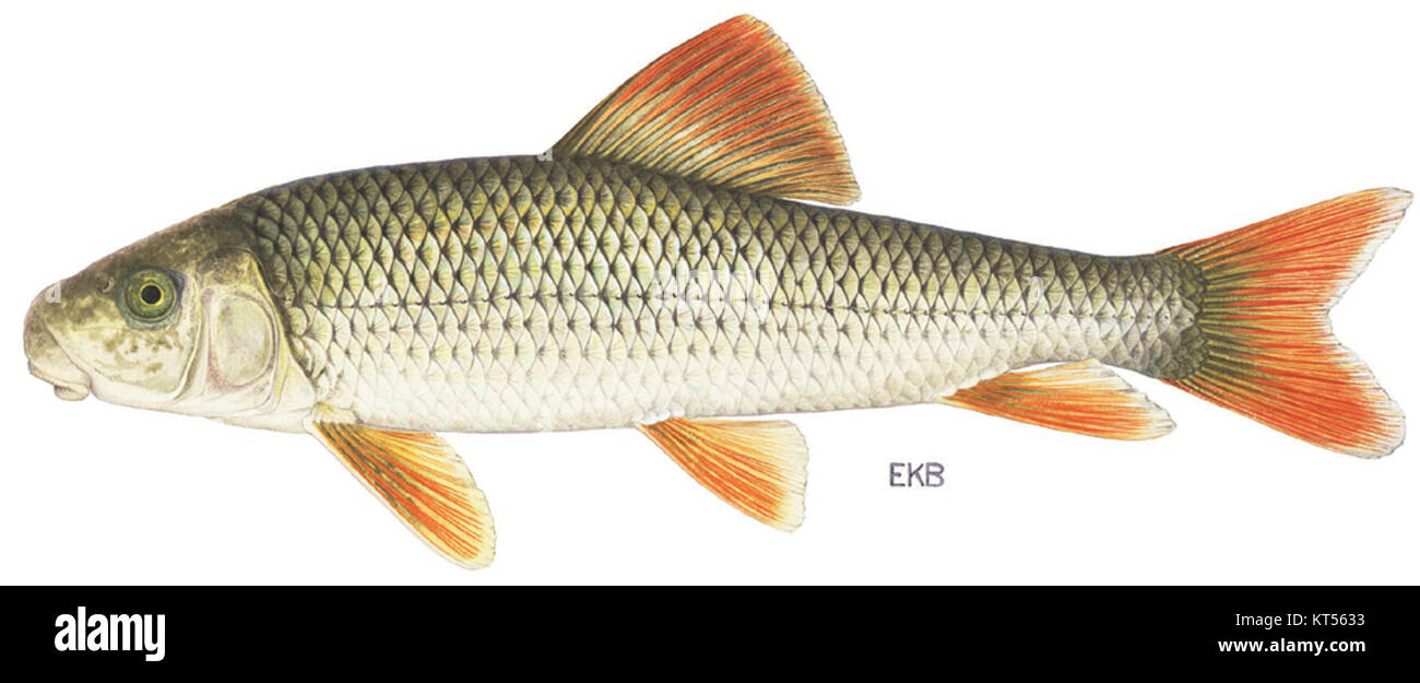 Moxostoma hi-res stock photography and images - Alamy