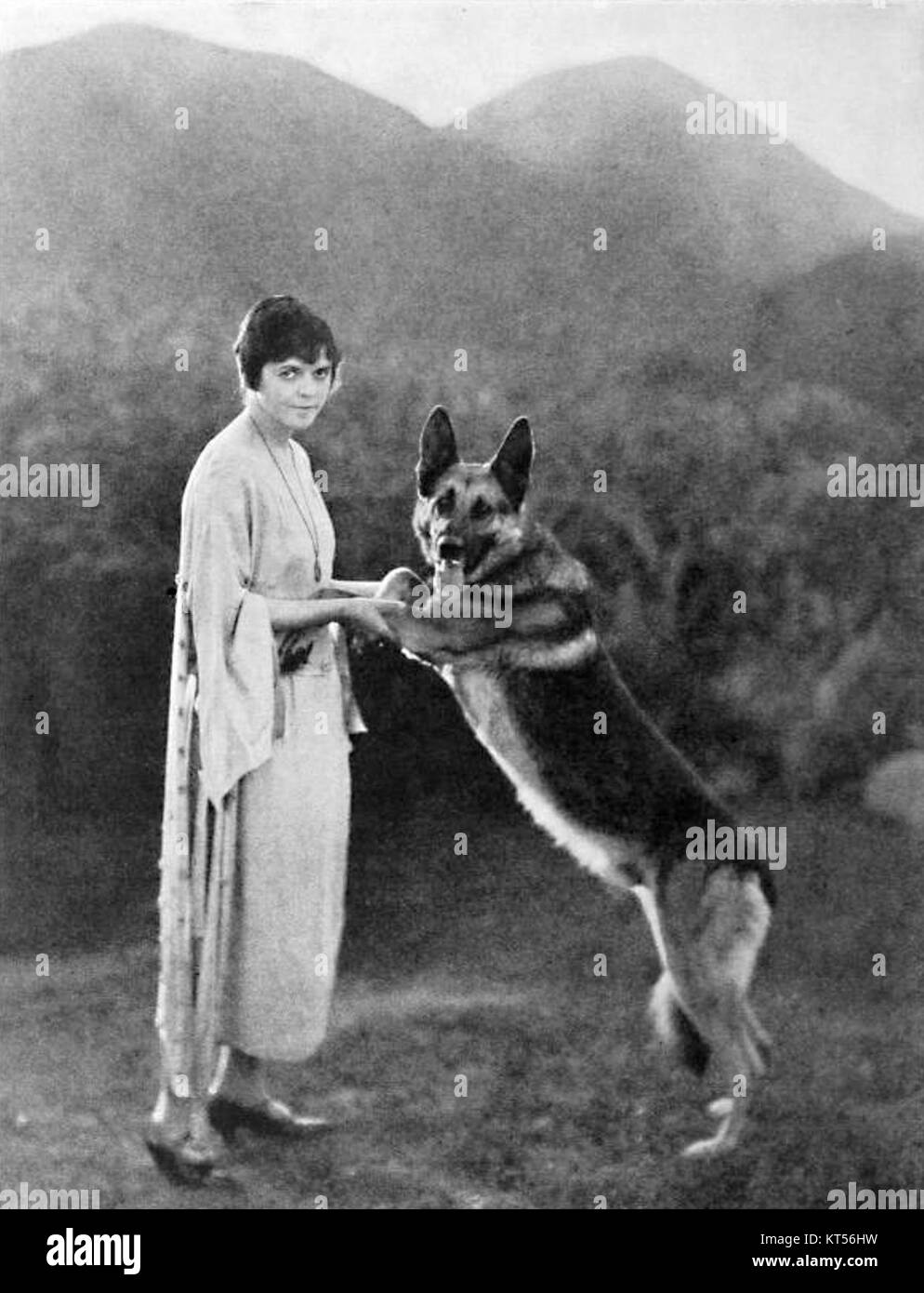 German shepherd dog in early hi-res stock photography and images - Alamy