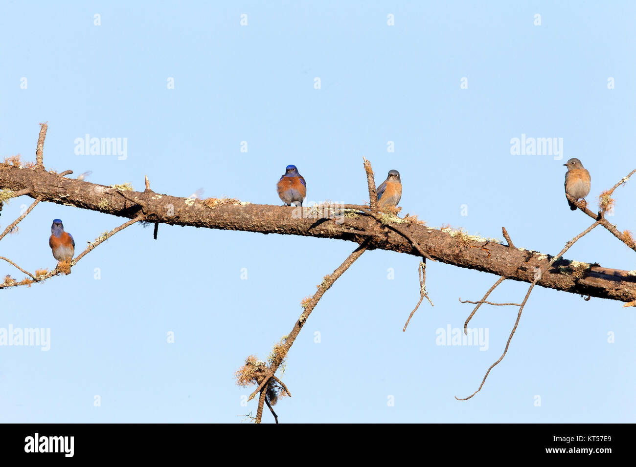 The bluebirds hi-res stock photography and images - Alamy