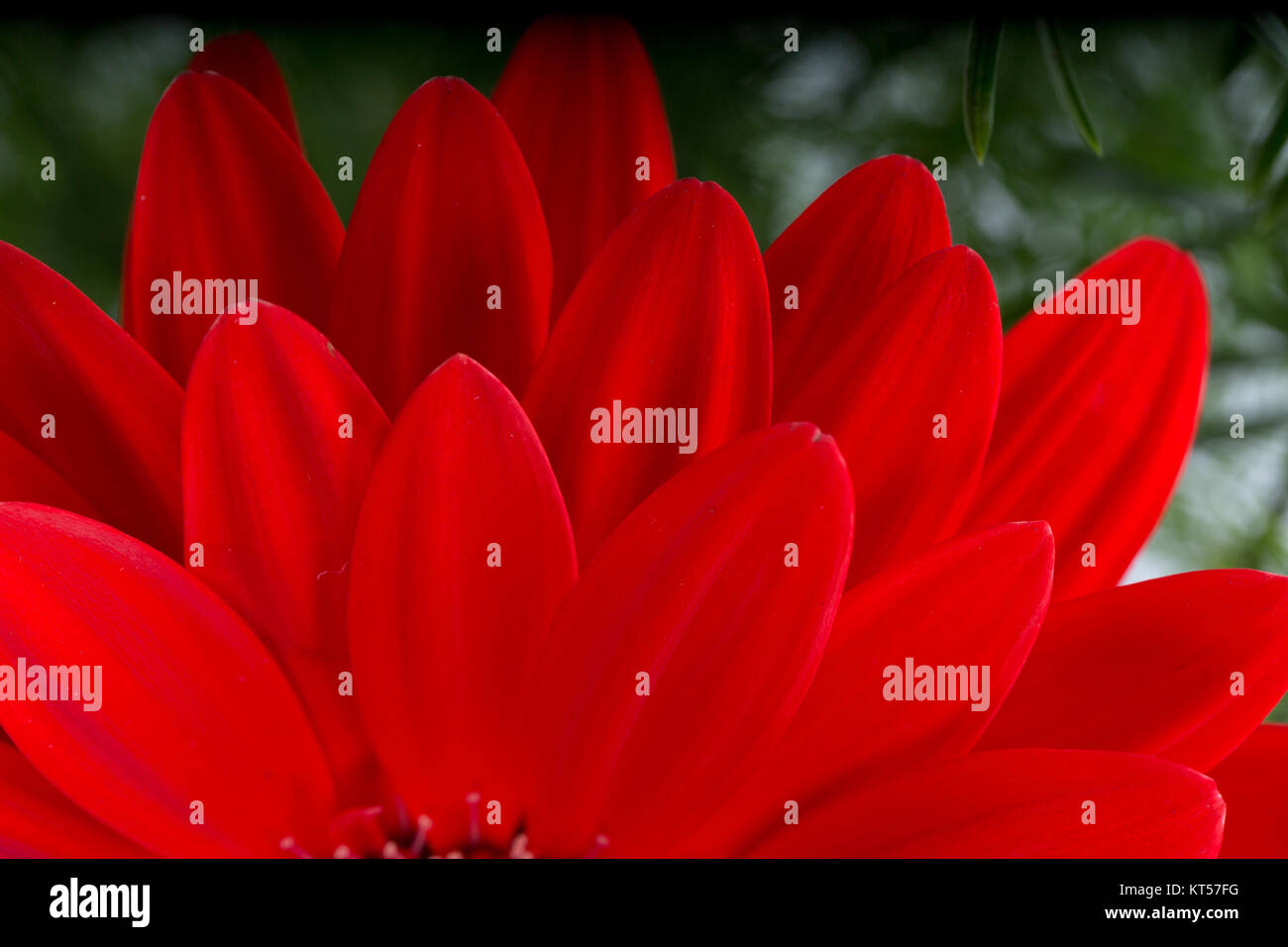 red gerbera daisy flower Stock Photo - Alamy