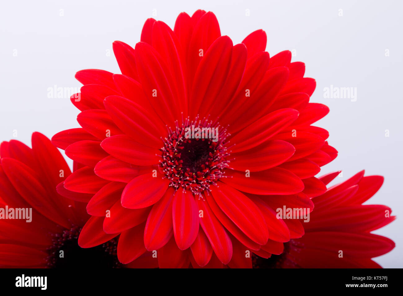 red gerbera daisy flower Stock Photo - Alamy