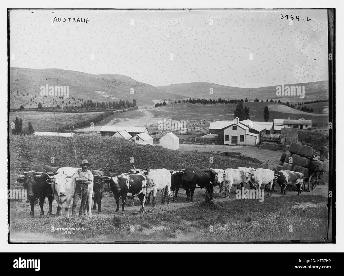 A historical photograph depicting workers carting wool in New Zealand ...