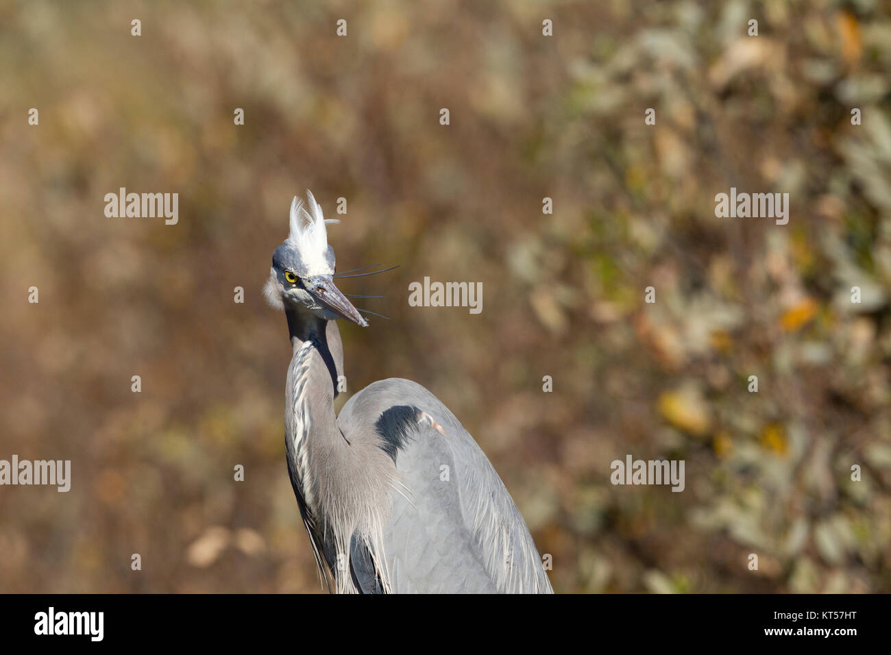 Great Blue Heron with Head Feathers Blown Forward Stock Photo - Alamy