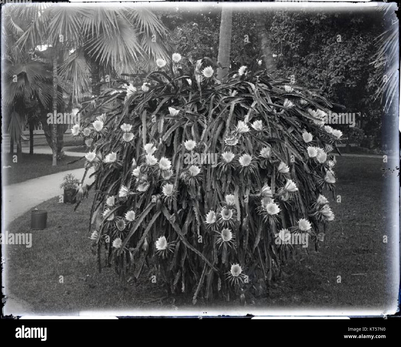 This photograph by Brother Bertram showcases the Night-Blooming Cereus ...