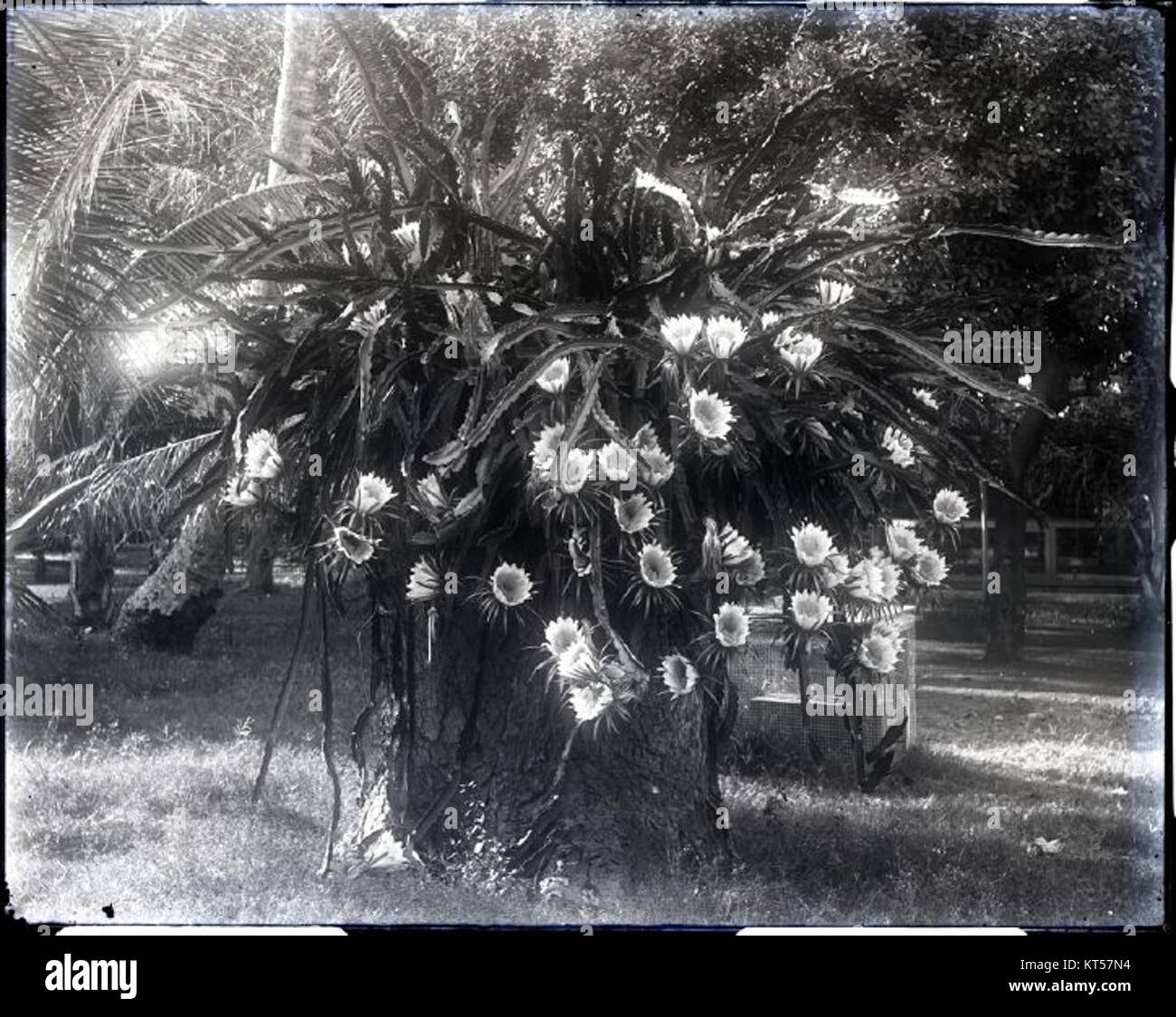 Night Blooming Cereus is a rare flowering plant known for its large ...