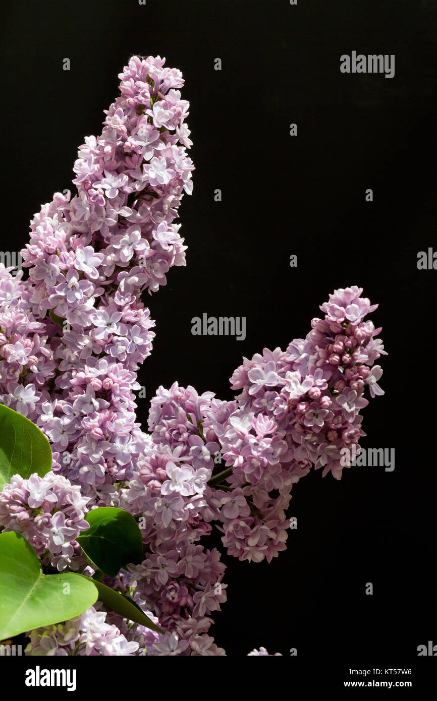 branch of lilac isolated on black background Stock Photo - Alamy