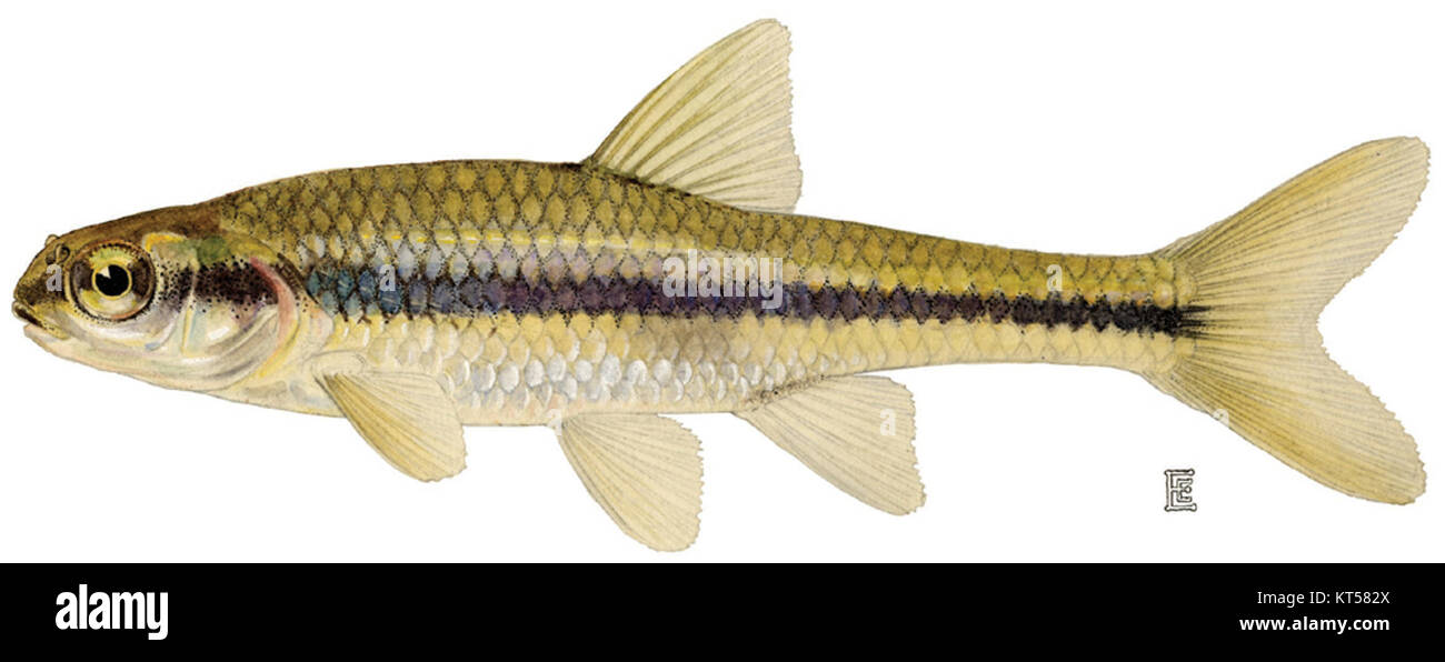 Notropis hi-res stock photography and images - Alamy