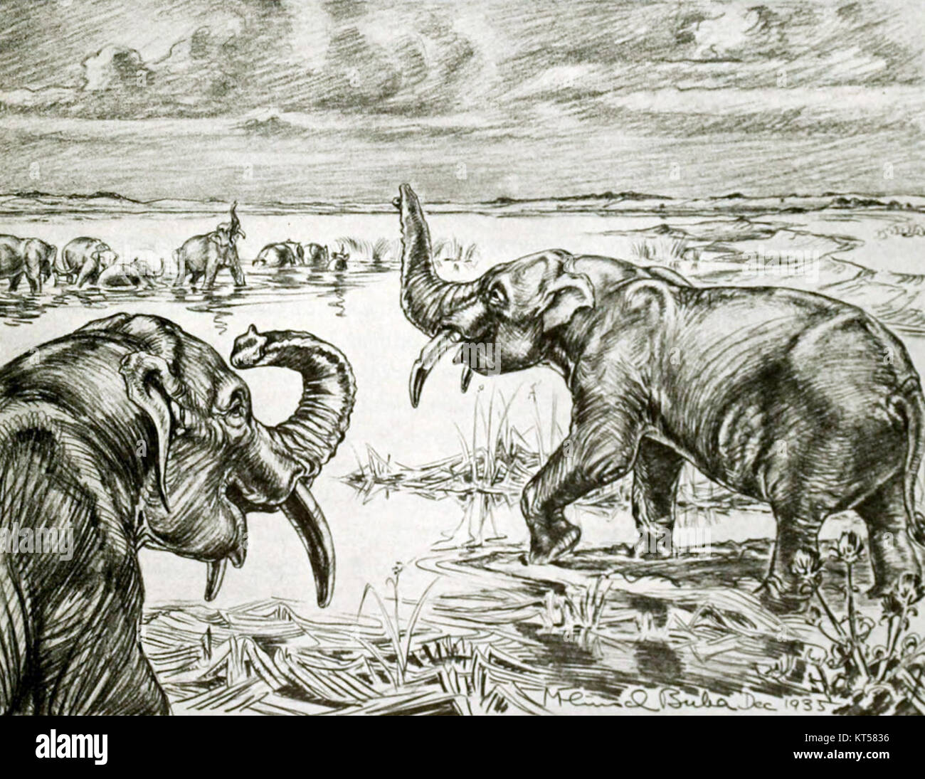 Extinct species mammoth hi-res stock photography and images - Alamy