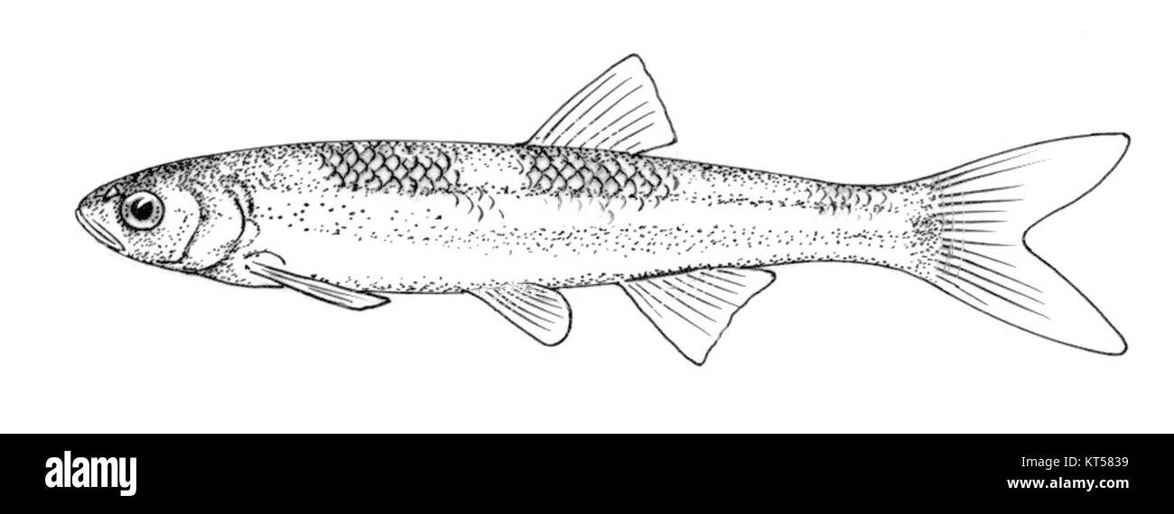 Shiner fish Black and White Stock Photos & Images - Alamy