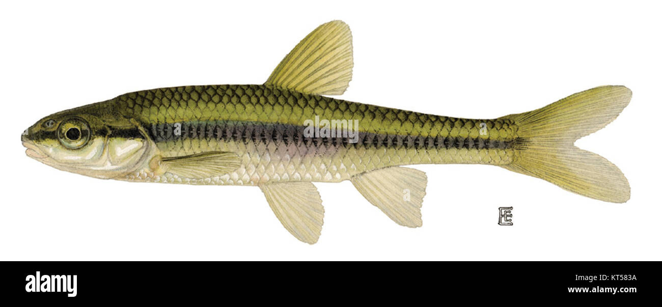 Notropis hi-res stock photography and images - Alamy