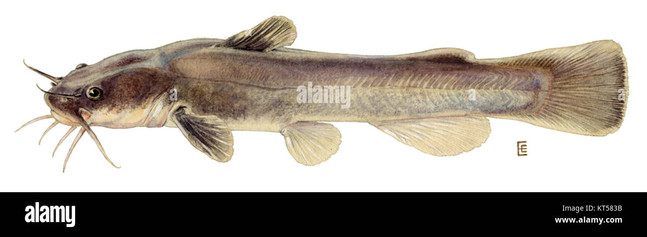 Noturus flavus hi-res stock photography and images - Alamy