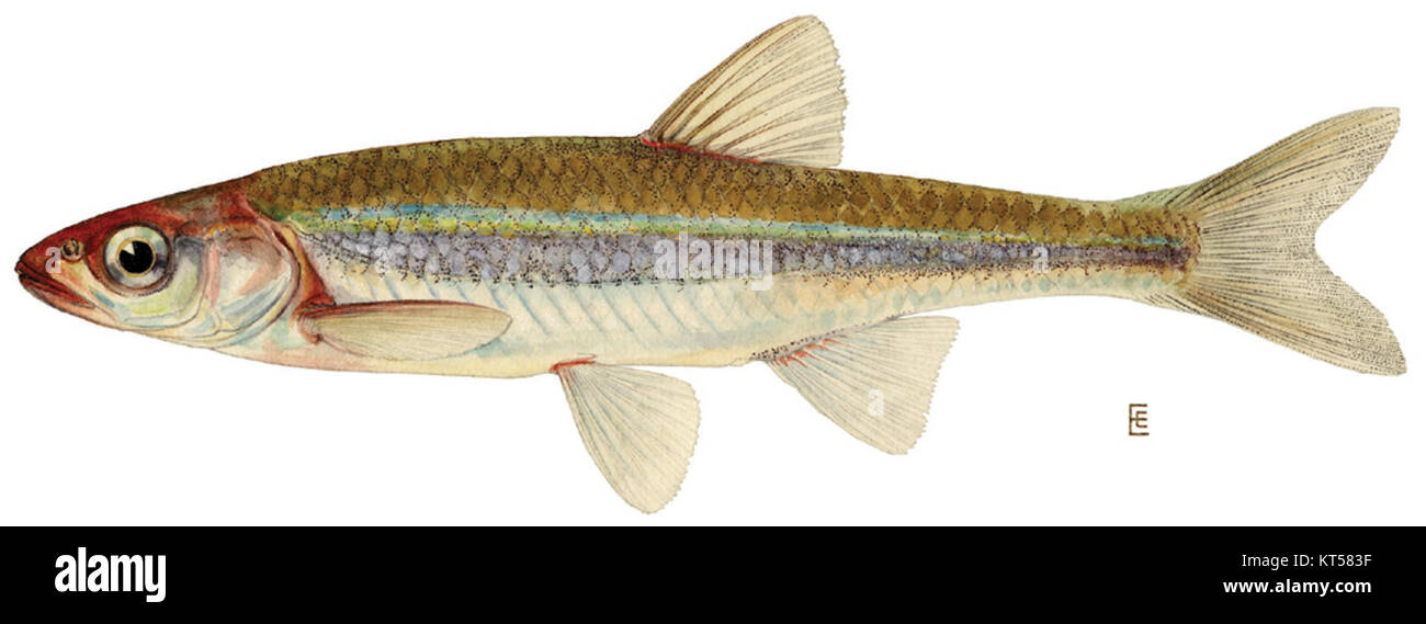 Notropis hi-res stock photography and images - Alamy