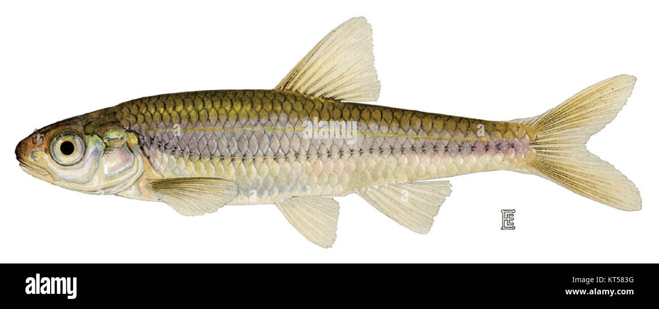 Notropis hi-res stock photography and images - Alamy