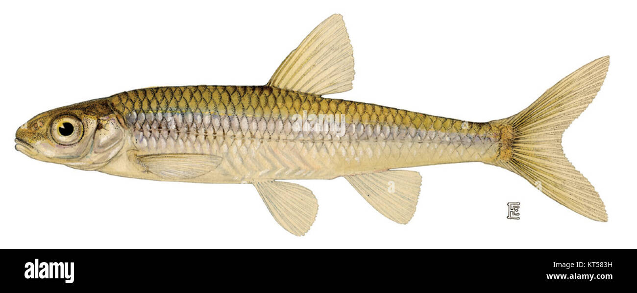 Notropis hi-res stock photography and images - Alamy