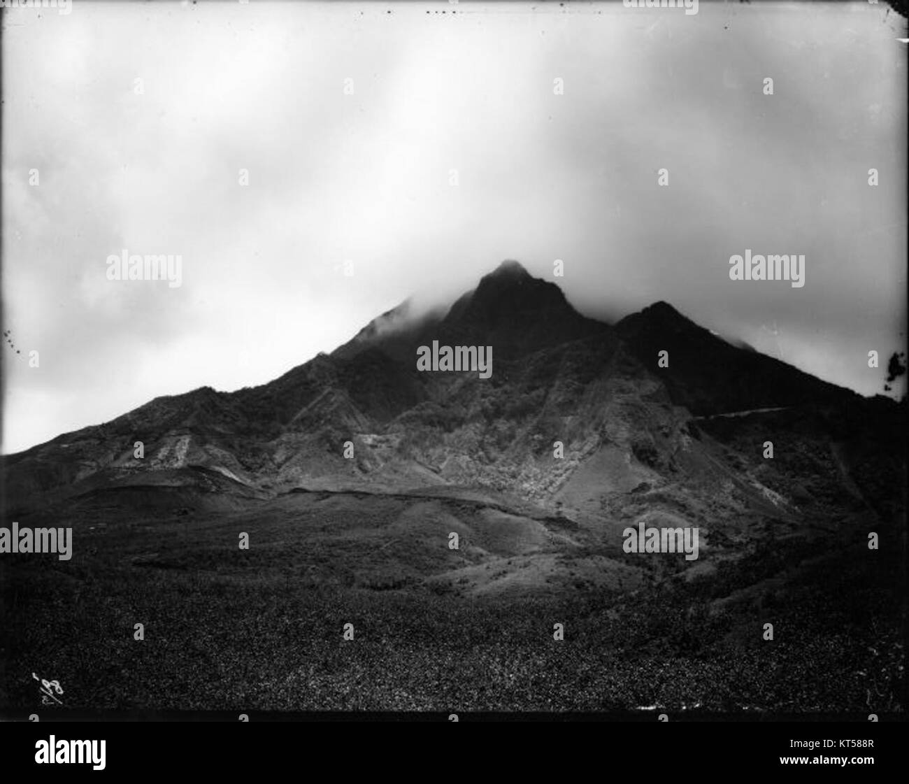 Photograph captures lush flora hi-res stock photography and images - Alamy