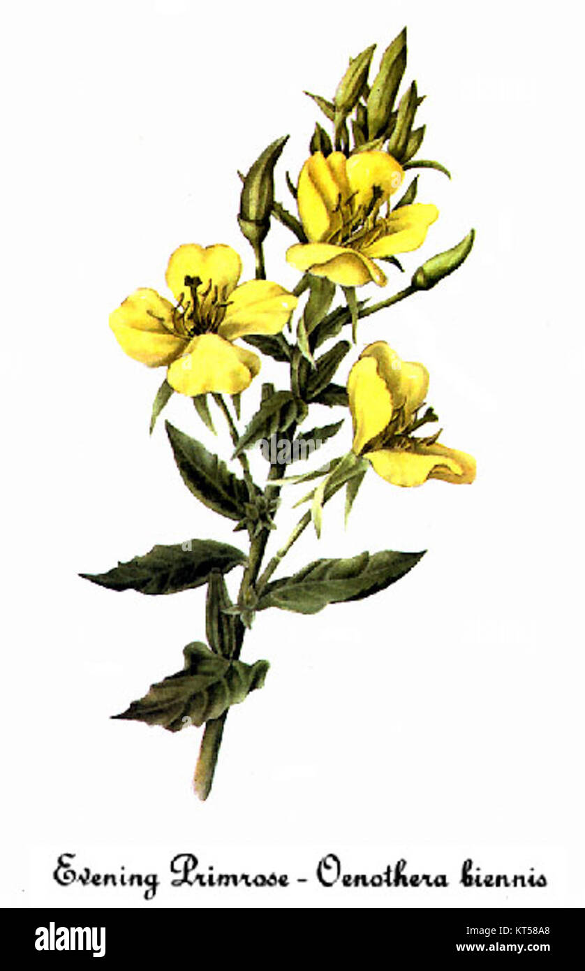 Botanical illustration evening primrose hi-res stock photography and ...