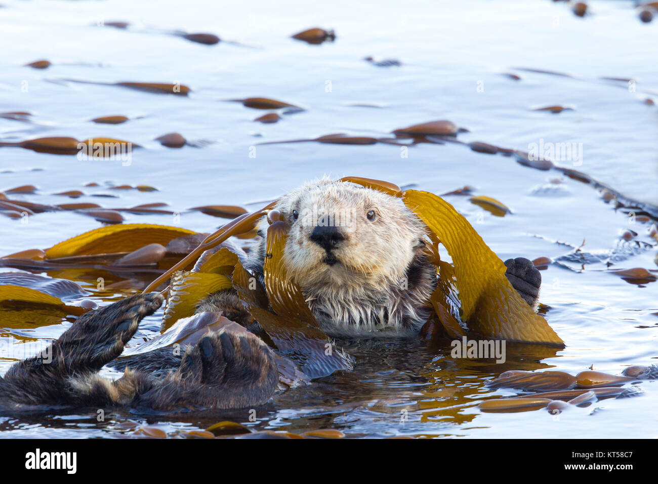 Sea Otter with Kelp around Head Stock Photo - Alamy