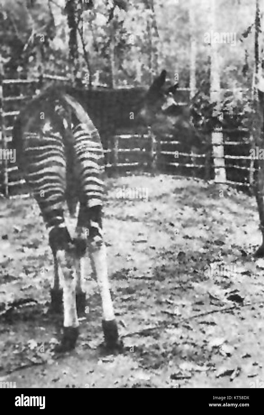 The Okapi, native to the forests of the Democratic Republic of the ...