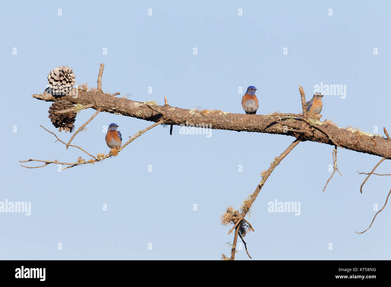 Three Western Bluebirds Stock Photo - Alamy