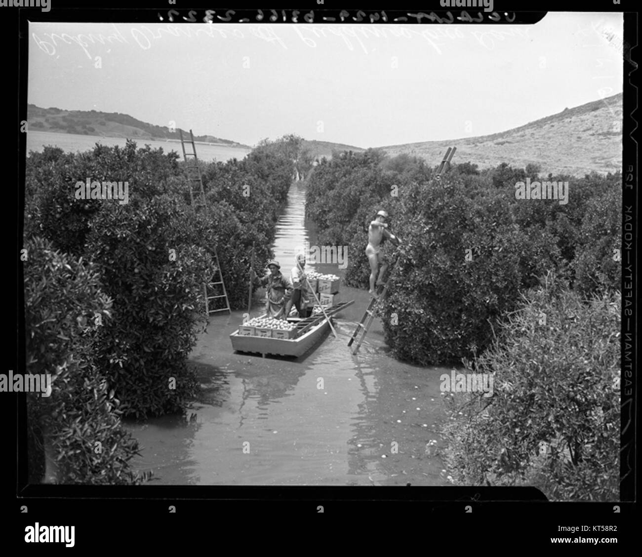 Seasonal timing Black and White Stock Photos & Images - Alamy