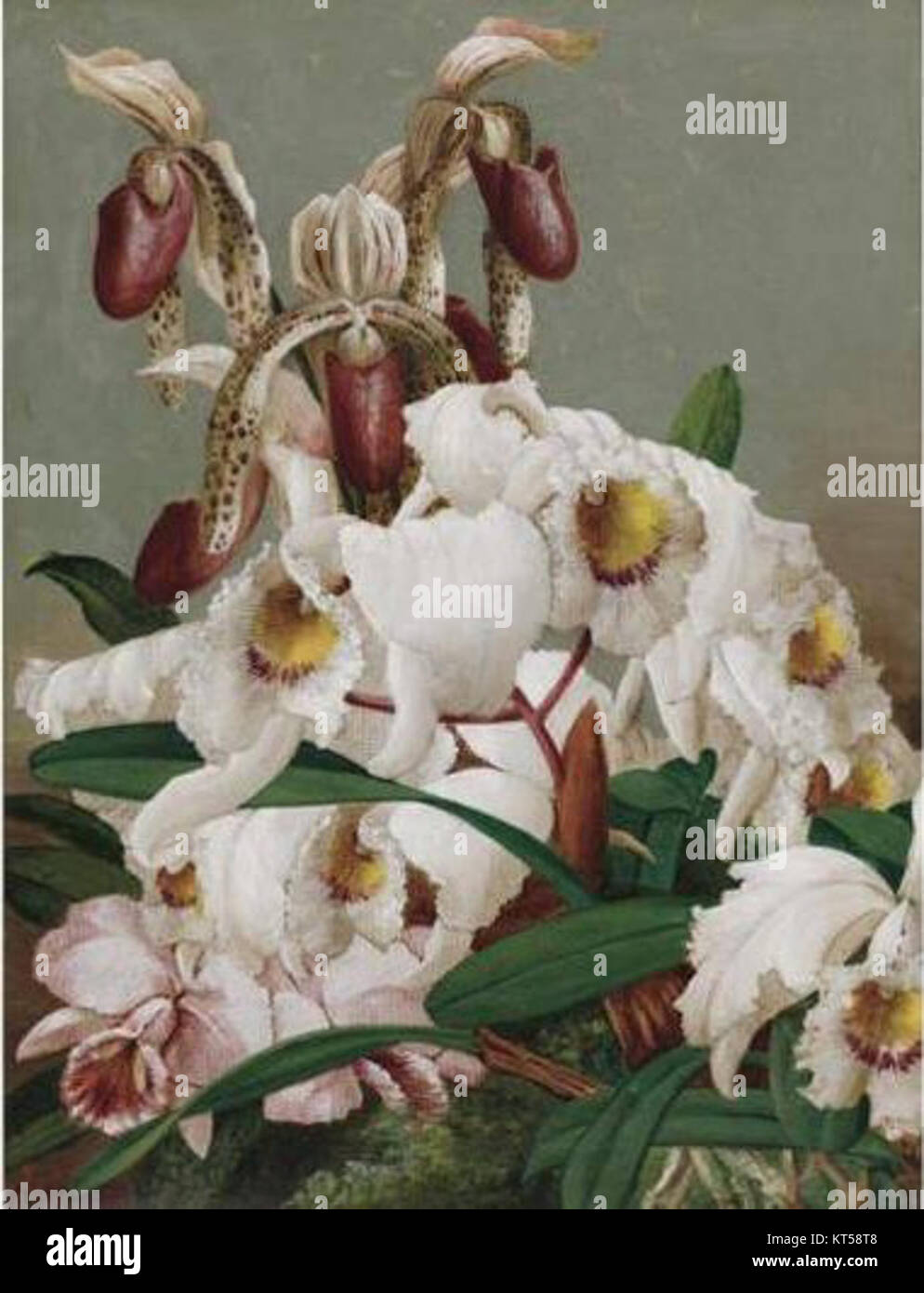 'Orchids' by Charles Storer is an oil painting from 1907 depicting a ...