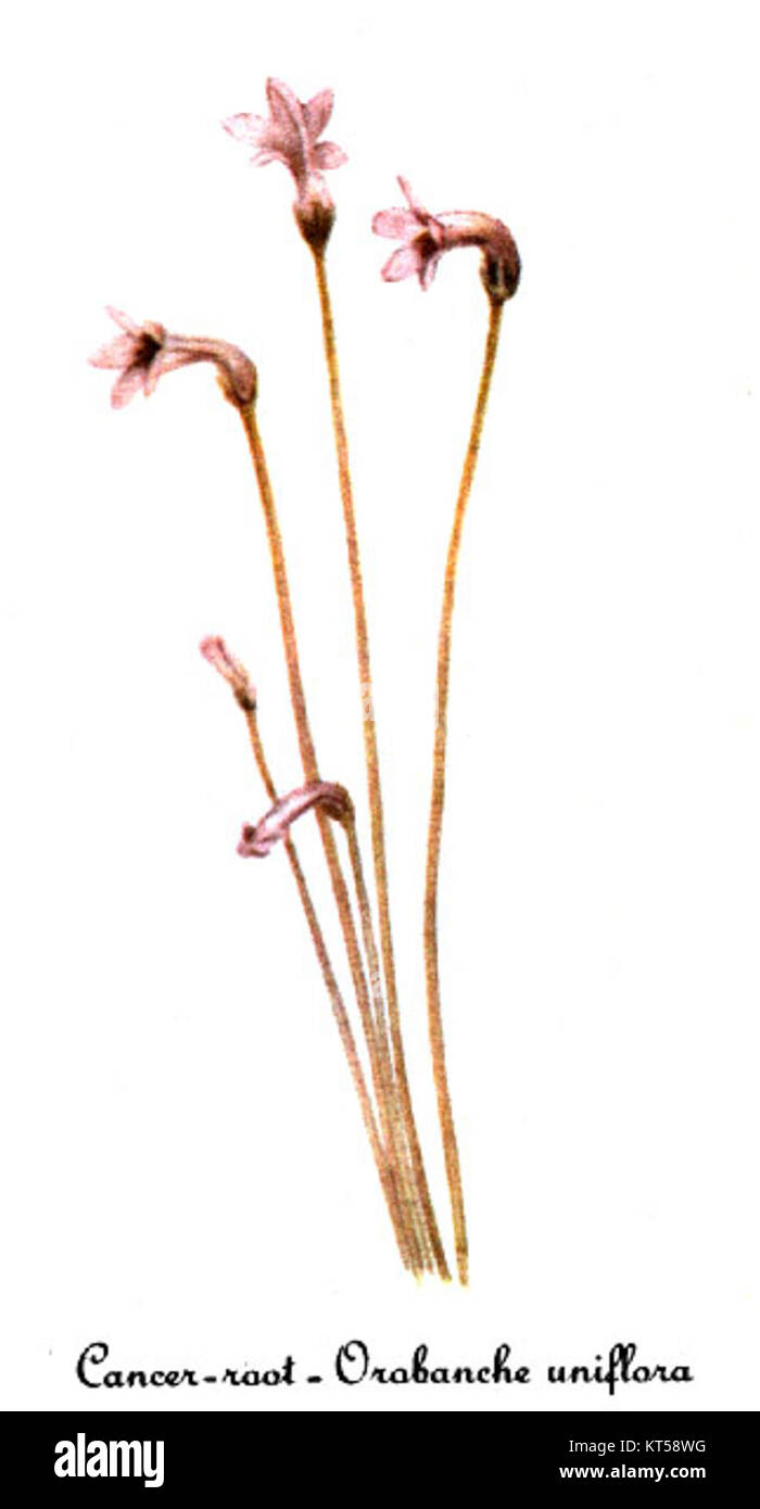 Orobanche uniflora, also known as the one-flowered broomrape, is ...